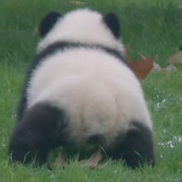 ice_clouds's R6: Siege Overview Stats - Rainbow Six Siege Tracker