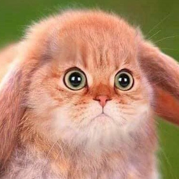 R6Tracker - Anju._. - Rainbow Six Siege Player Stats