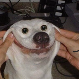 R6Tracker - Xander.Monkey - Rainbow Six Siege Operator Stats