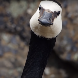 soobuwu's R6: Siege Overview Stats - Rainbow Six Siege Tracker