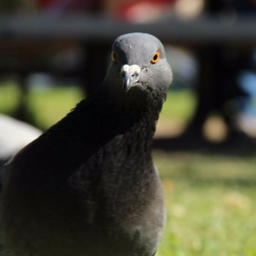 R6Tracker - GoblinPigeon - Rainbow Six Siege Operator Stats